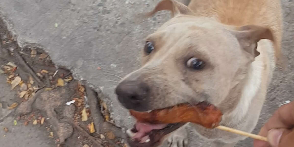 Stray Dog Was Saving Her Dinner For Someone Very Special - Videos - The ...