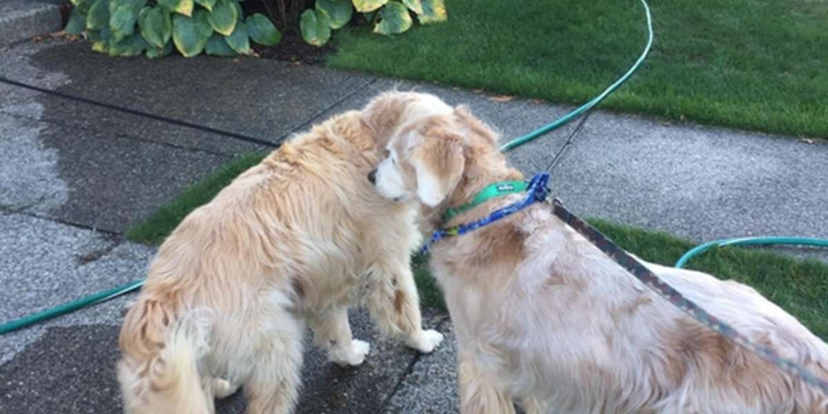 Dog Always Hated Other Dogs Until He Met His New Neighbor - The Dodo