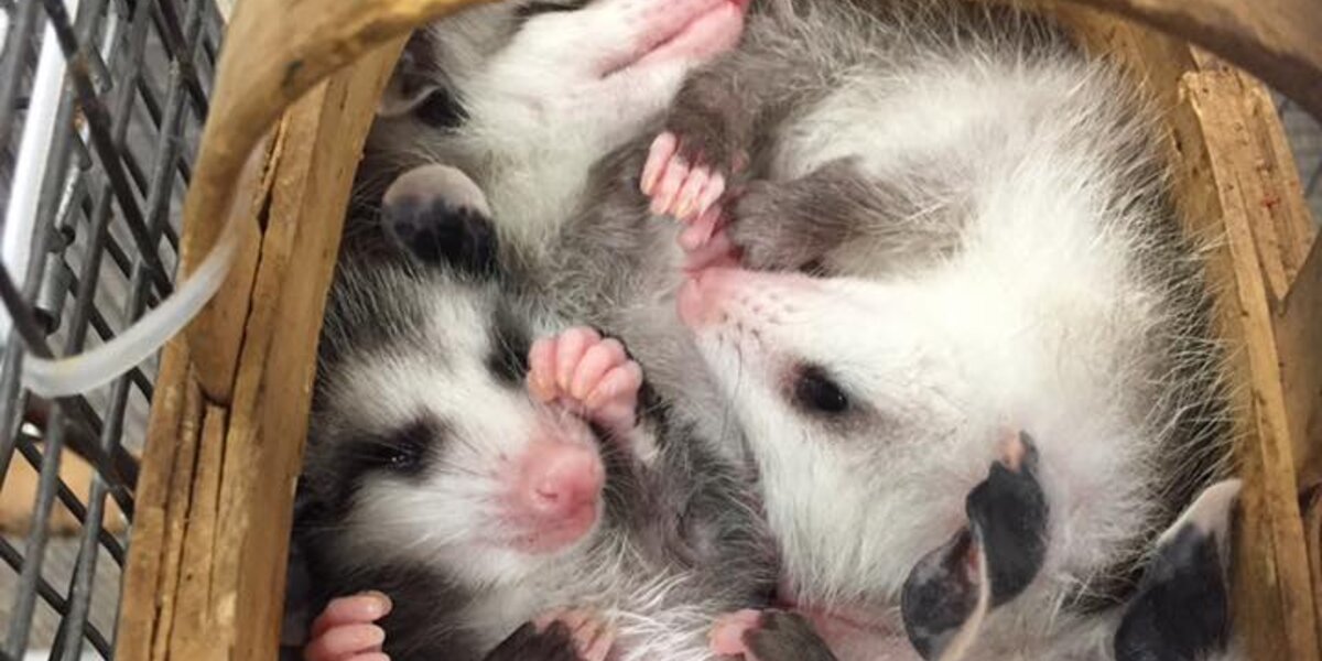 Opossums Sleeping In A Basket Is The Cutest Thing You'll See Today ...