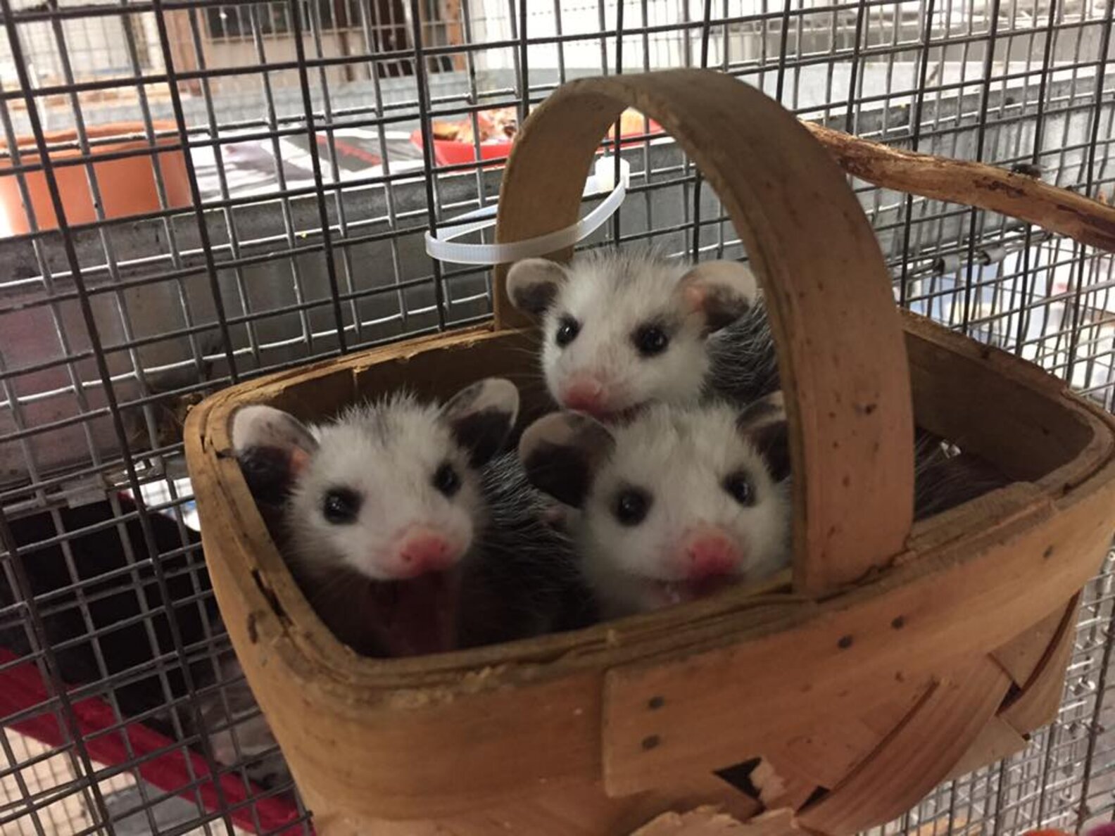 Opossums Sleeping In A Basket Is The Cutest Thing You'll See Today ...