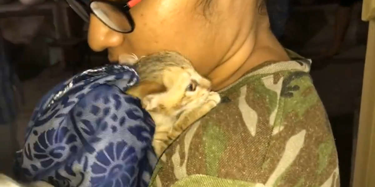 Kitten Gets Rescued From 6-Inch Pipe - Videos - The Dodo