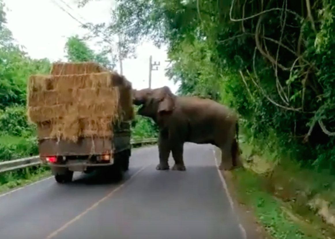 Wild Elephant Stops Truck To Help Himself To Some Hay - The Dodo