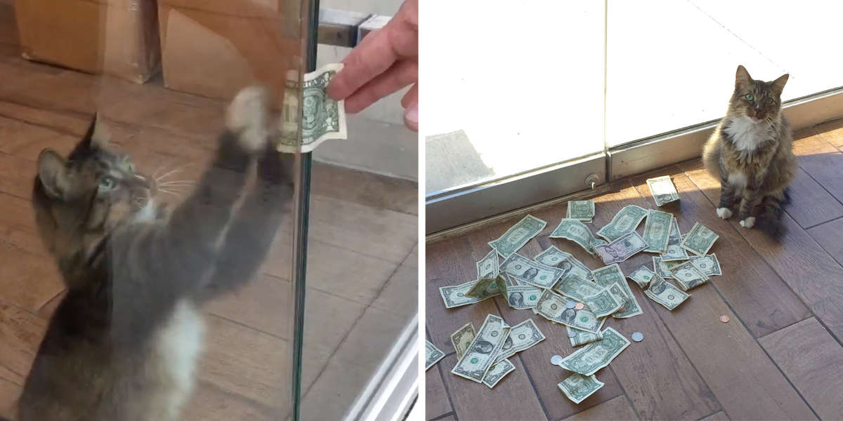 Office Cat Loves Money So Much He's Stealing It From Strangers - The Dodo
