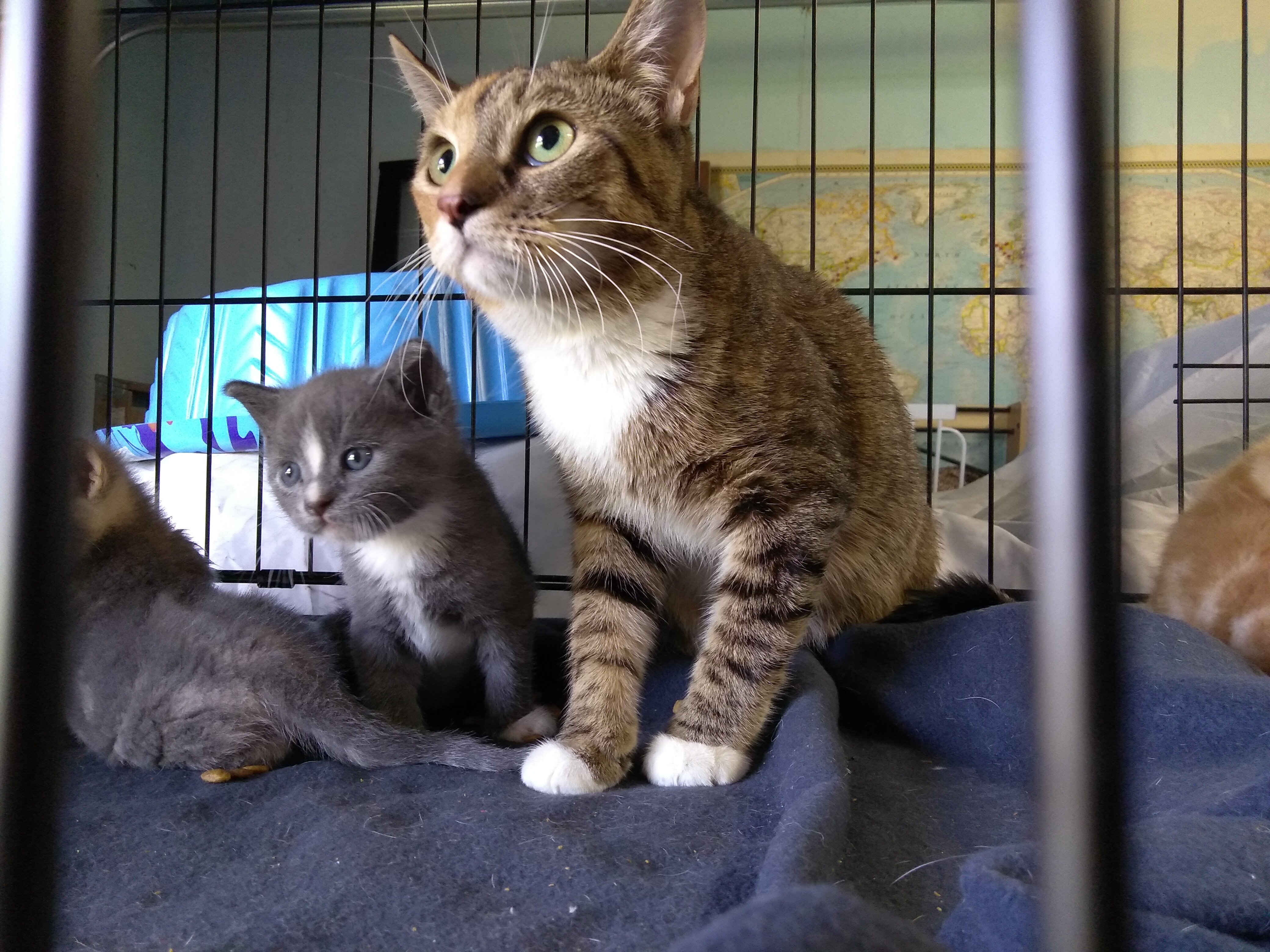 Neighbor Finds Kittens Stuck Inside The Wall Of An Abandoned House ...
