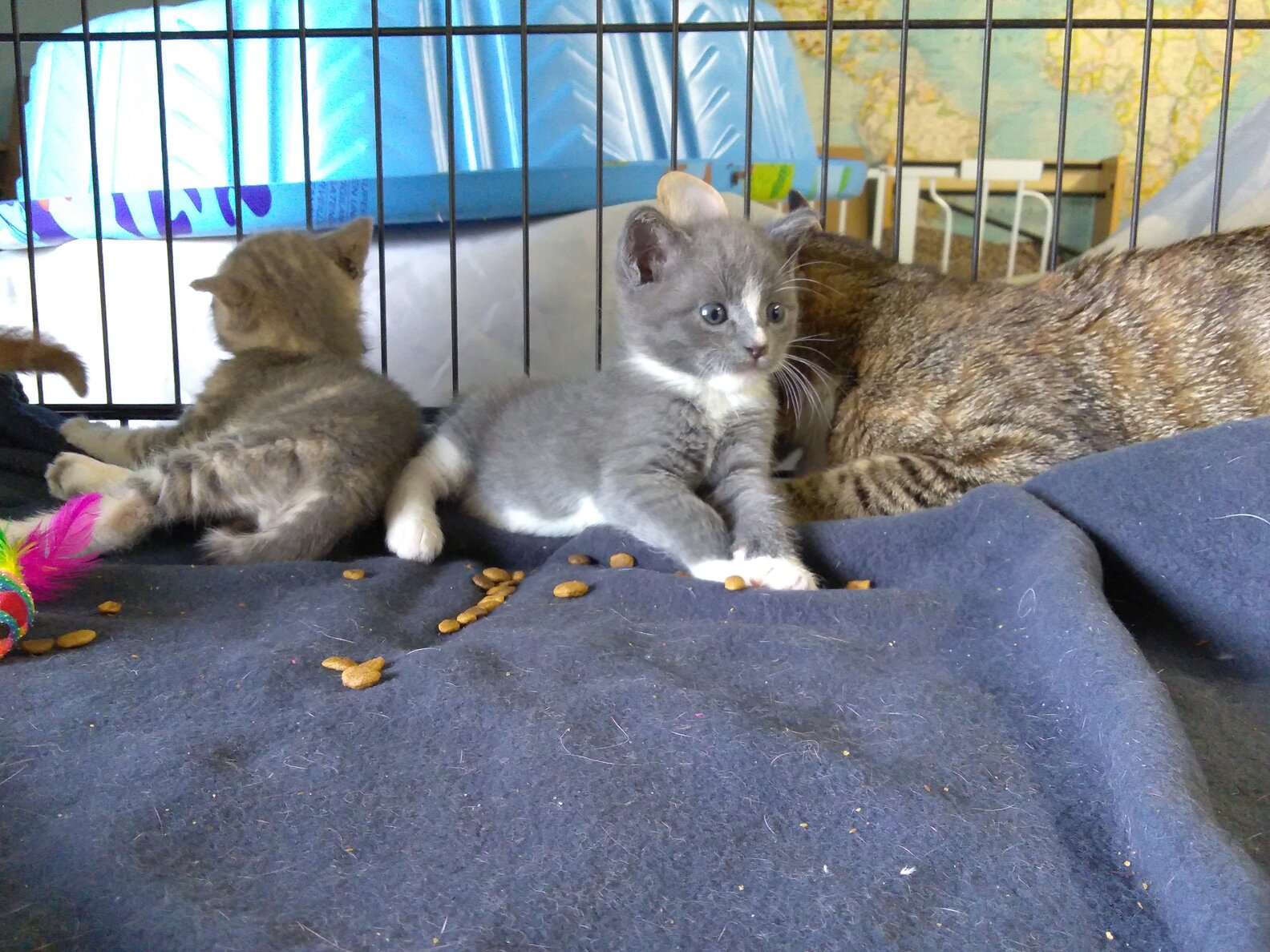 Neighbor Finds Kittens Stuck Inside The Wall Of An Abandoned House ...