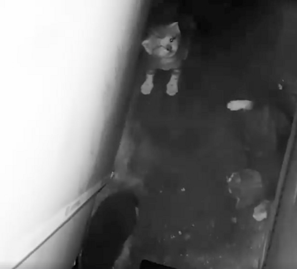 Neighbor Finds Kittens Stuck Inside The Wall Of An Abandoned House ...