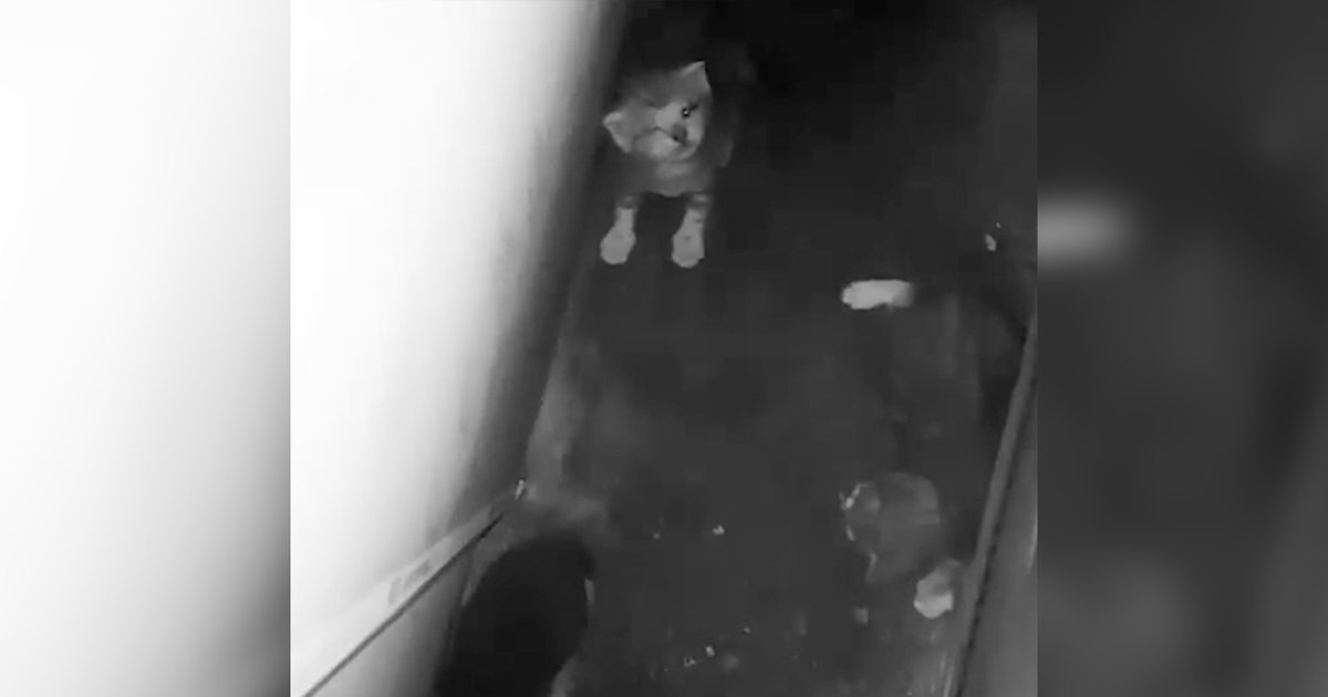 Neighbor Finds Kittens Stuck Inside The Wall Of An Abandoned House ...