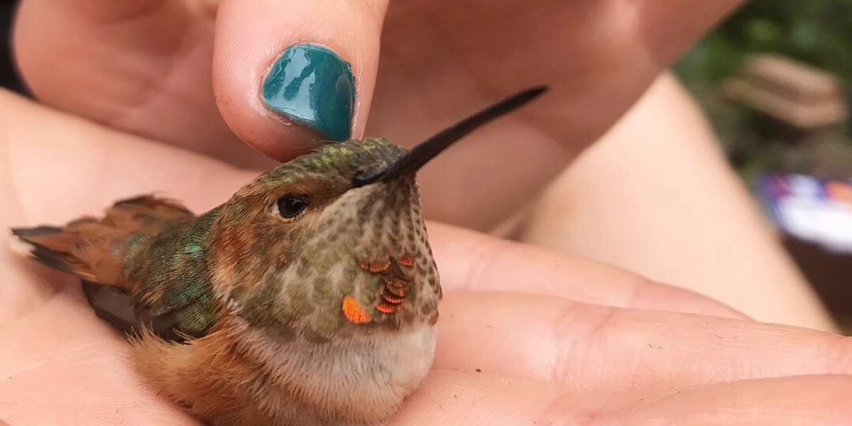 Couple Finds Injured Hummingbird In Flowerpot And Help Her Fly Again ...