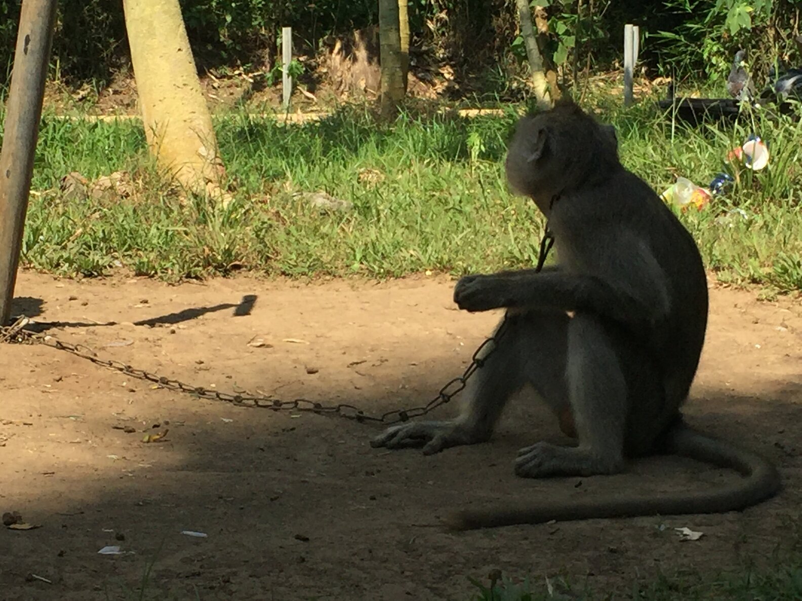 Zoo Monkey Spends Every Day Trying To Get Out Of These Chains - The Dodo