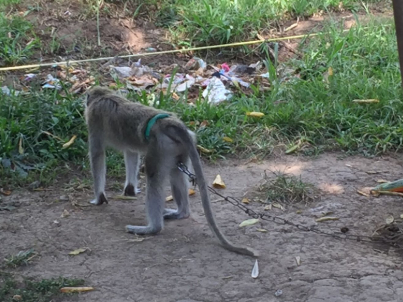 Zoo Monkey Spends Every Day Trying To Get Out Of These Chains - The Dodo