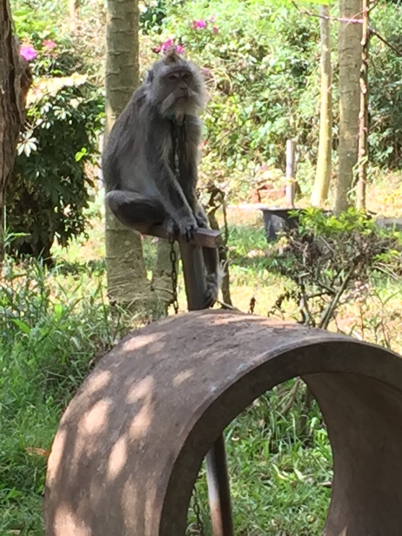 Zoo Monkey Spends Every Day Trying To Get Out Of These Chains - The Dodo