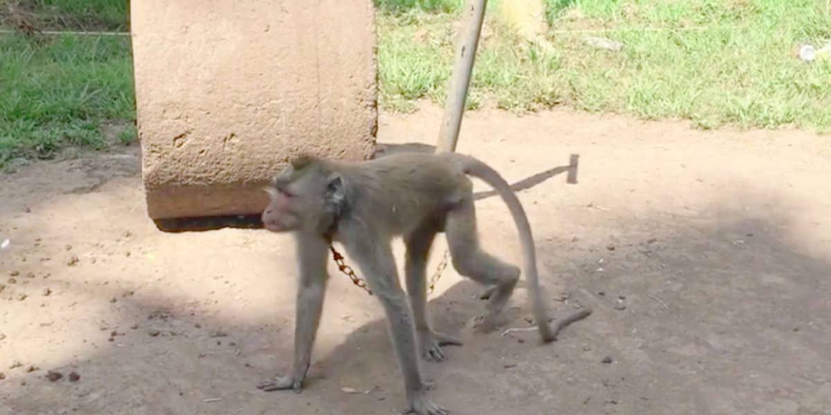 Zoo Monkey Spends Every Day Trying To Get Out Of These Chains - The Dodo