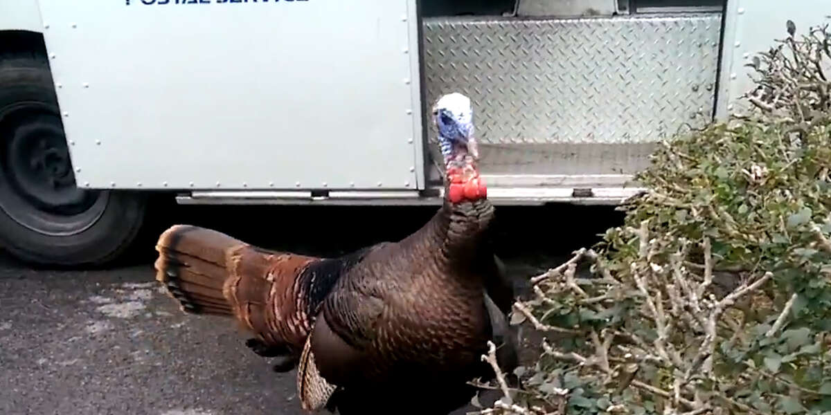 Wild Turkey Chases Postwoman - Videos - The Dodo