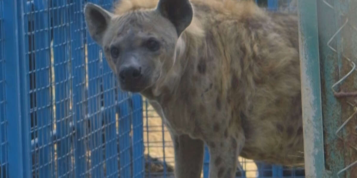 Animals Left Behind At Zoo During War Are Finally Free - Videos - The Dodo
