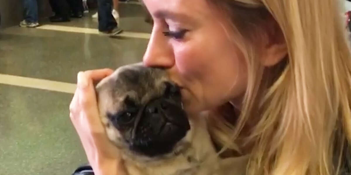 This Woman Is Rescuing Every Pug She Can - Videos - The Dodo