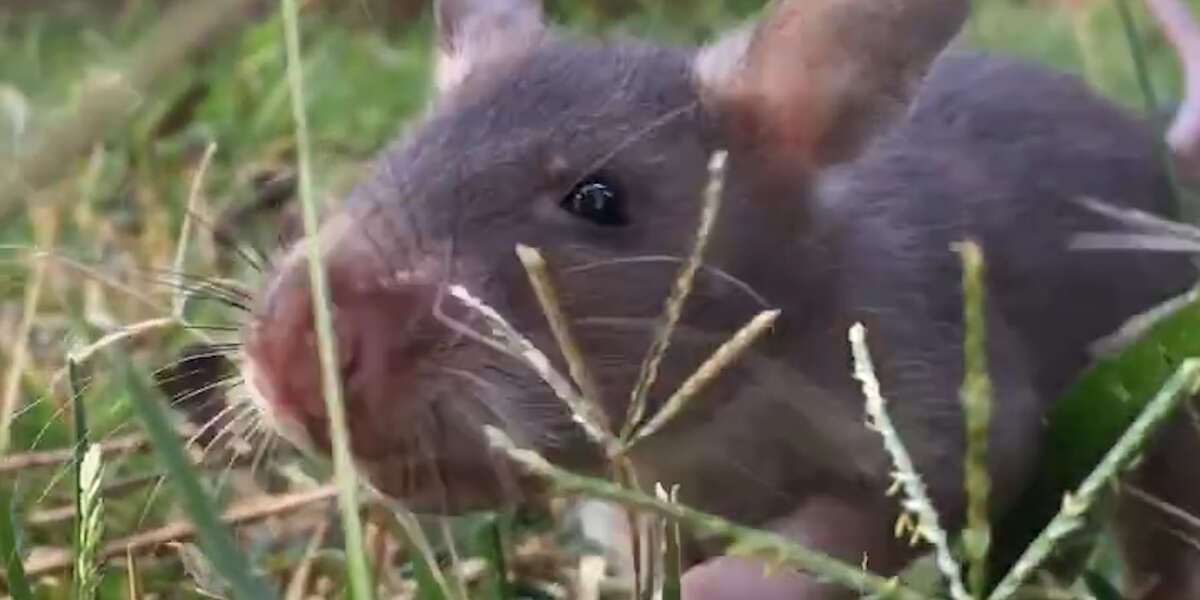 Rats Save People From Landmines - Videos - The Dodo