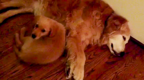 Dog Loves Paragliding With His Dad - Videos - The Dodo