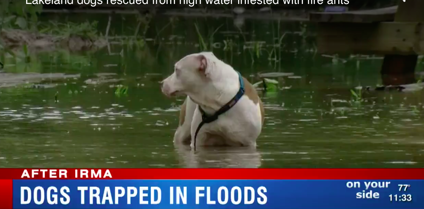 Reporter Covering Hurricane Irma Spots Stranded Dogs And Saves Them ...