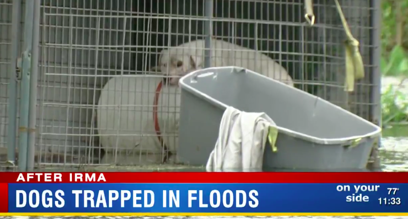 Reporter Covering Hurricane Irma Spots Stranded Dogs And Saves Them ...