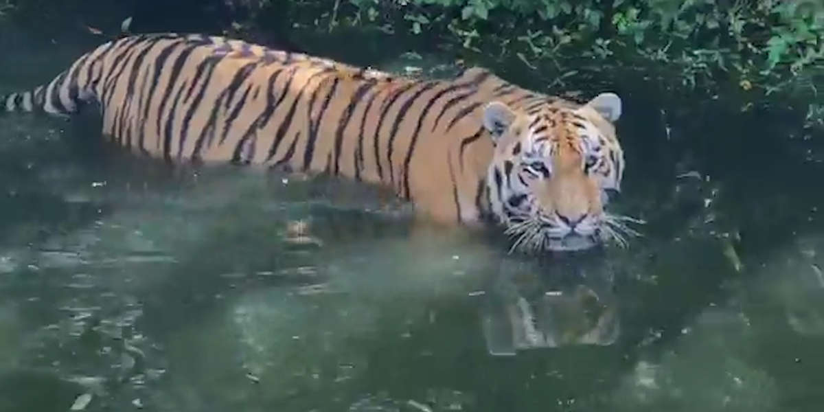 People Stayed Behind To Watch These Big Cats During A Hurricane ...