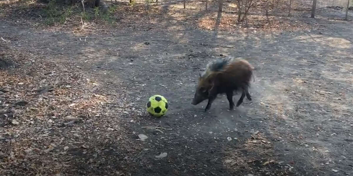 Baby Bush Pig Found All Alone Loves To Play Soccer Now - Videos - The Dodo
