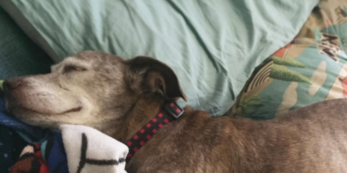 Deaf Dog Who Spent His Life On The Streets So Happy To Have A Family ...