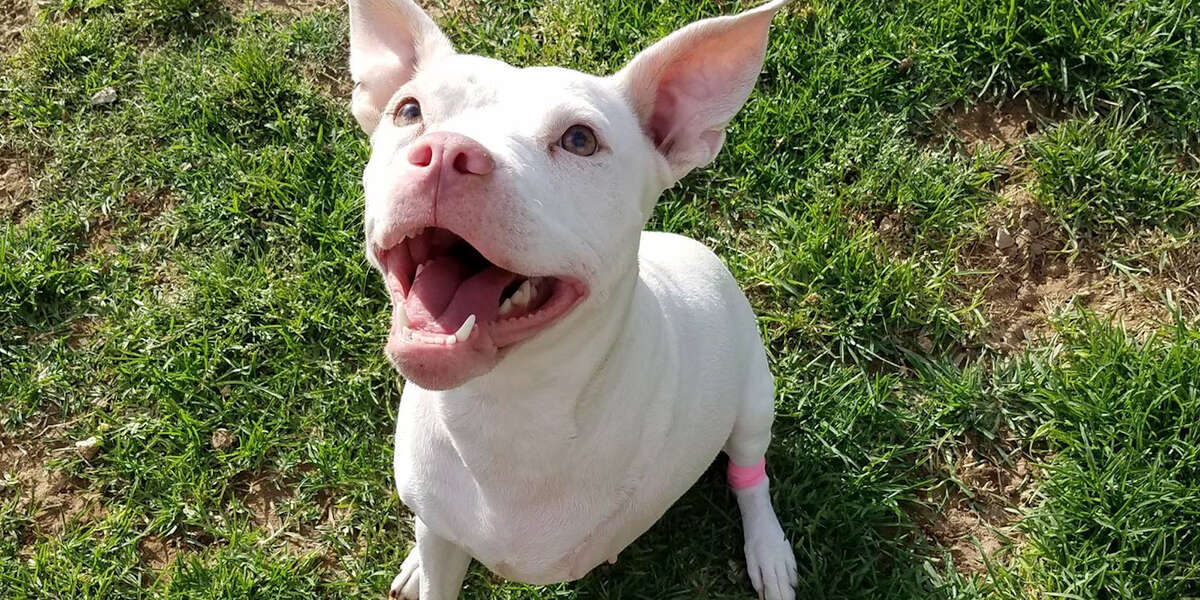 Pit Bull Smiles Through Cancer Treatment - Videos - The Dodo