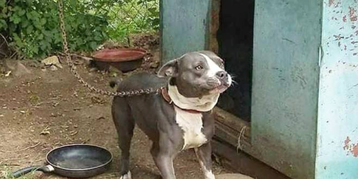 Pit Bulls Chained For 3 Years Are Finally Free - The Dodo
