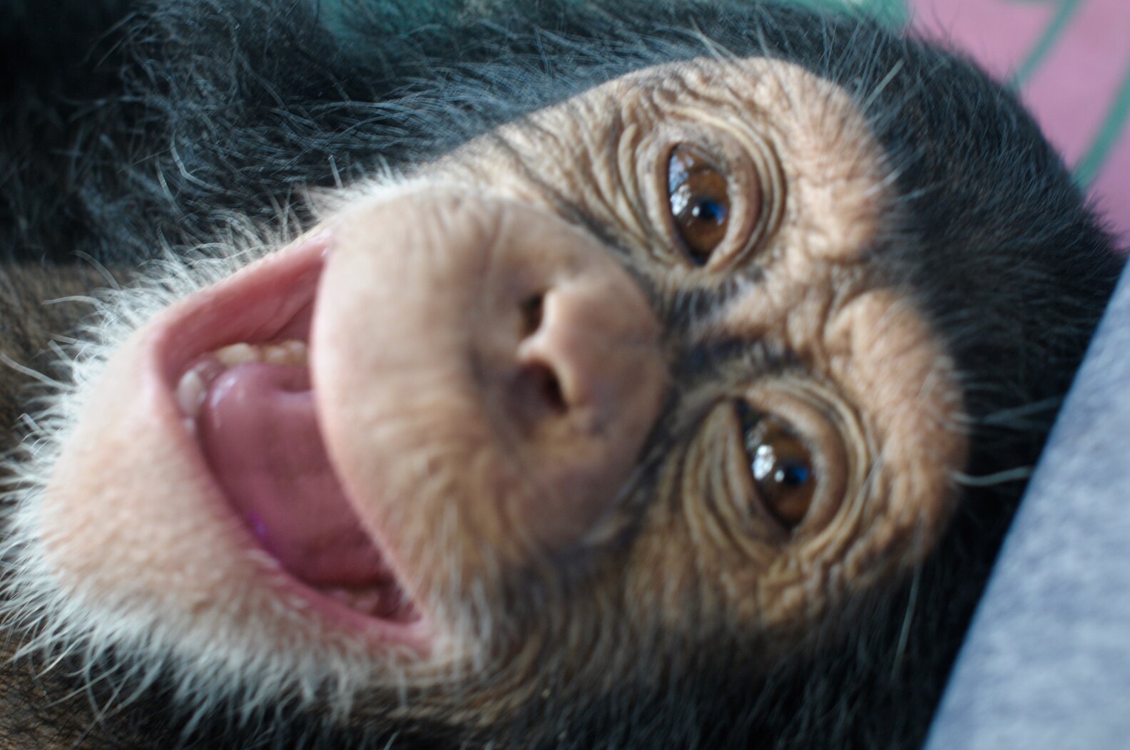 Rescue Dog Helps Raise Orphaned Chimps - The Dodo