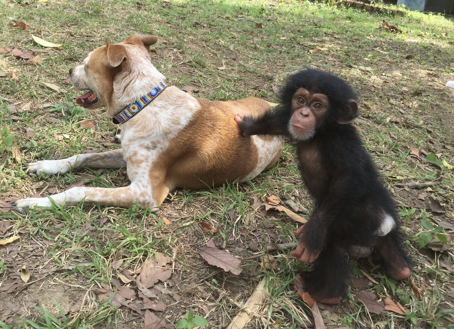 Rescue Dog Helps Raise Orphaned Chimps - The Dodo