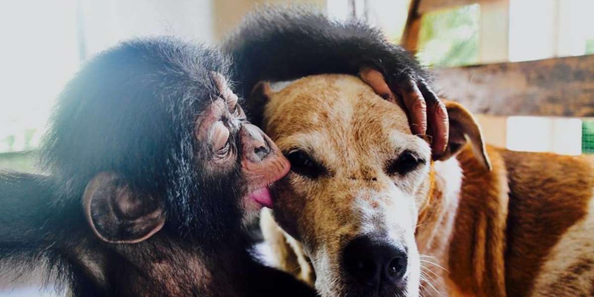 Rescue Dog Helps Raise Orphaned Chimps - The Dodo