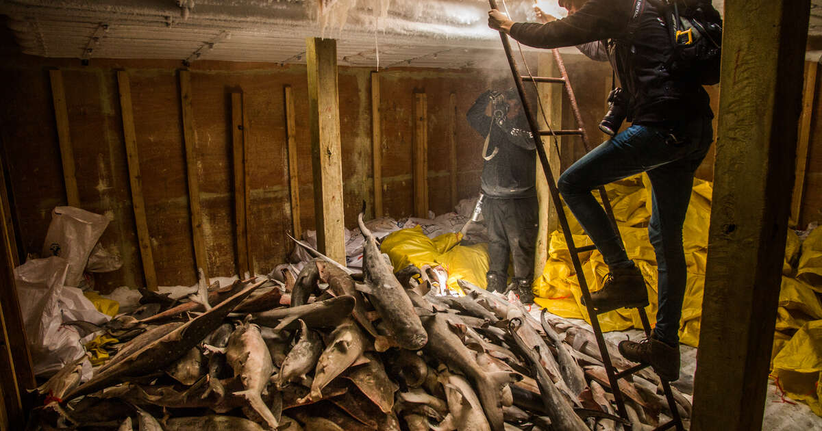 Police Find Hundreds Of Endangered Sharks In Fishing Boat Raid - The Dodo