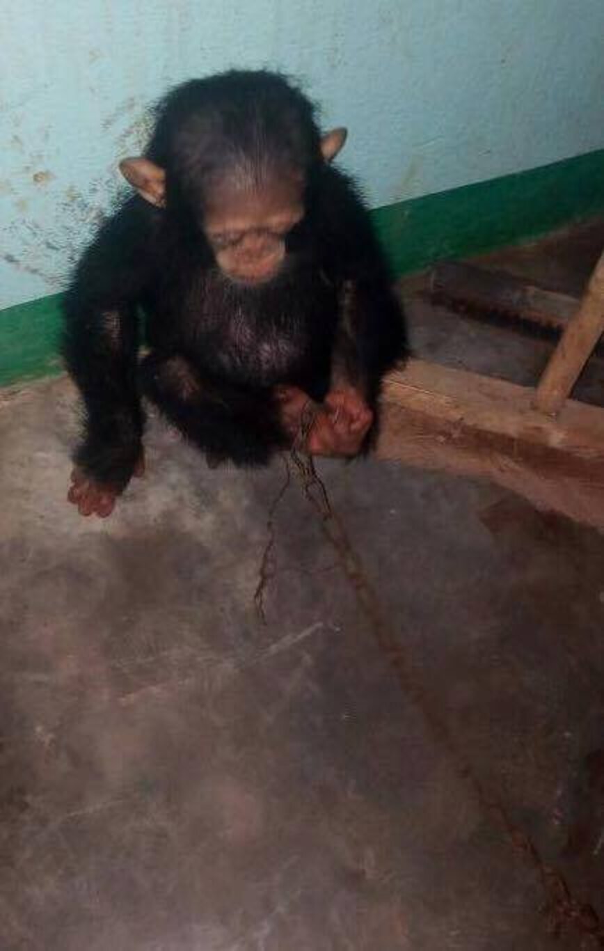 Scared Orphaned Chimp Finally Relaxes When Caregiver Comforts Him - The ...