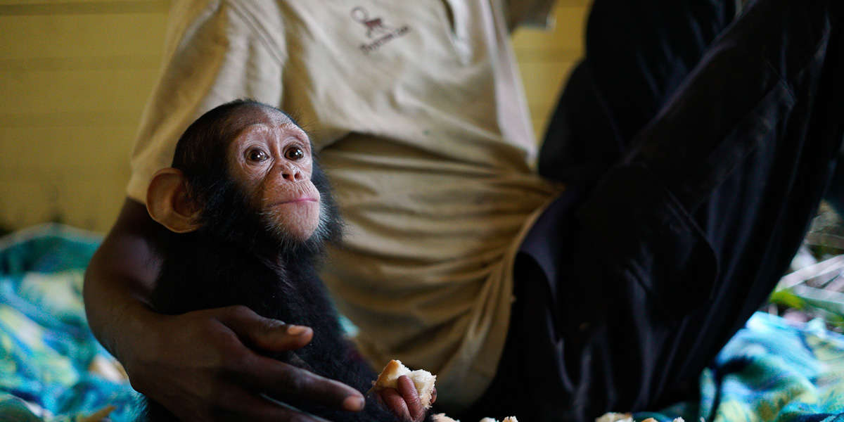 Scared Orphaned Chimp Finally Relaxes When Caregiver Comforts Him - The ...