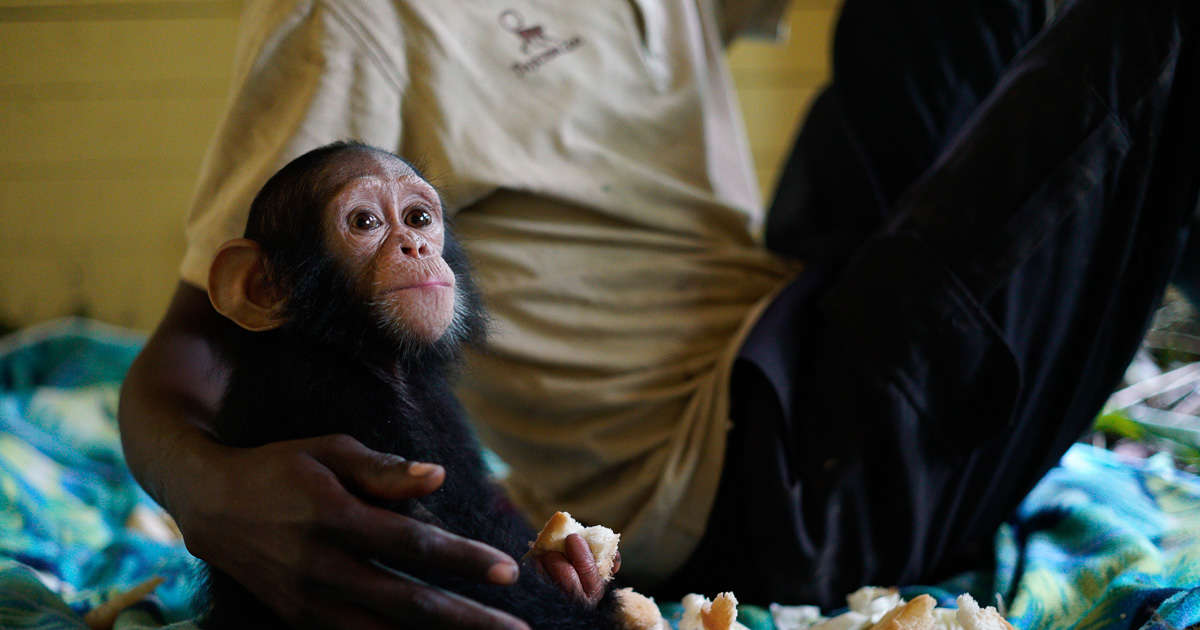 Scared Orphaned Chimp Finally Relaxes When Caregiver Comforts Him - The ...
