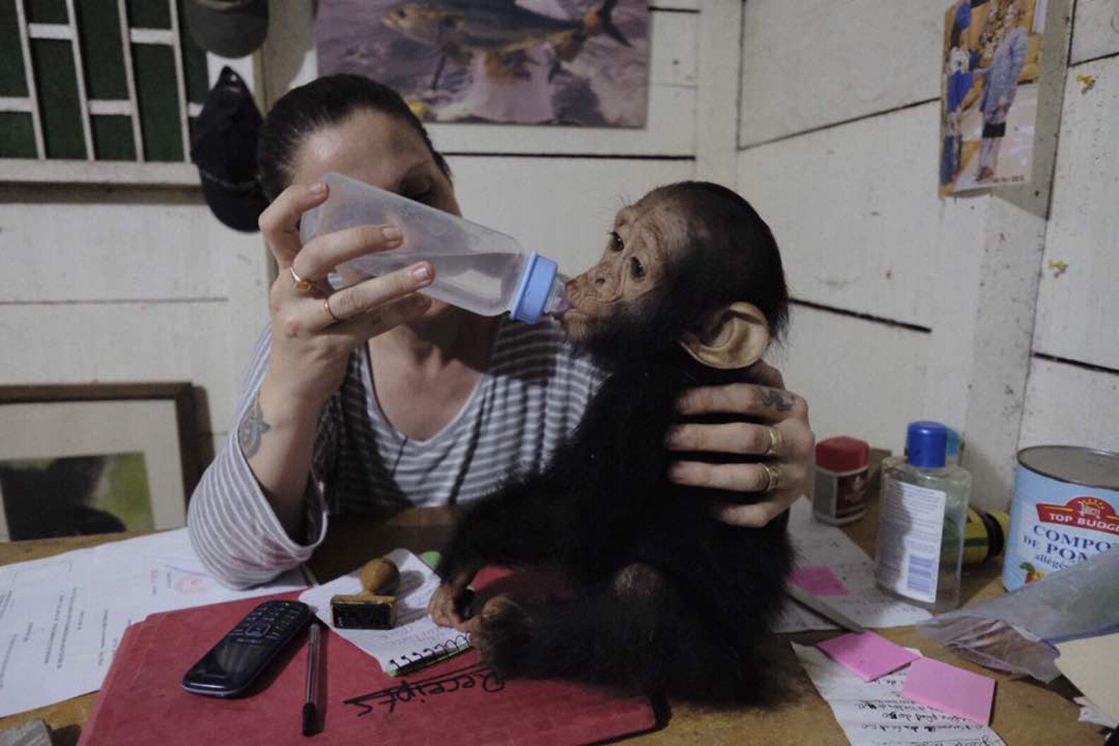 Scared Orphaned Chimp Finally Relaxes When Caregiver Comforts Him - The ...