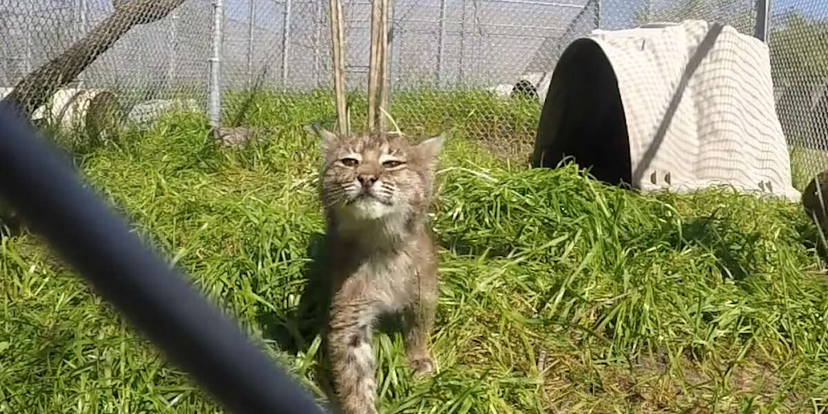 Baby Bobcat Worked Hard To Get Stronger So She Could Go Home - Videos ...