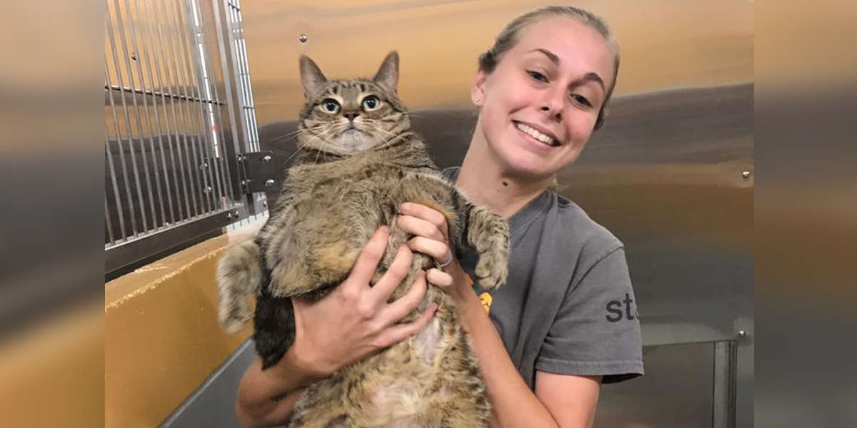 Fattest Cat At The Animal Shelter Finds A Family To Love All Of Her ...