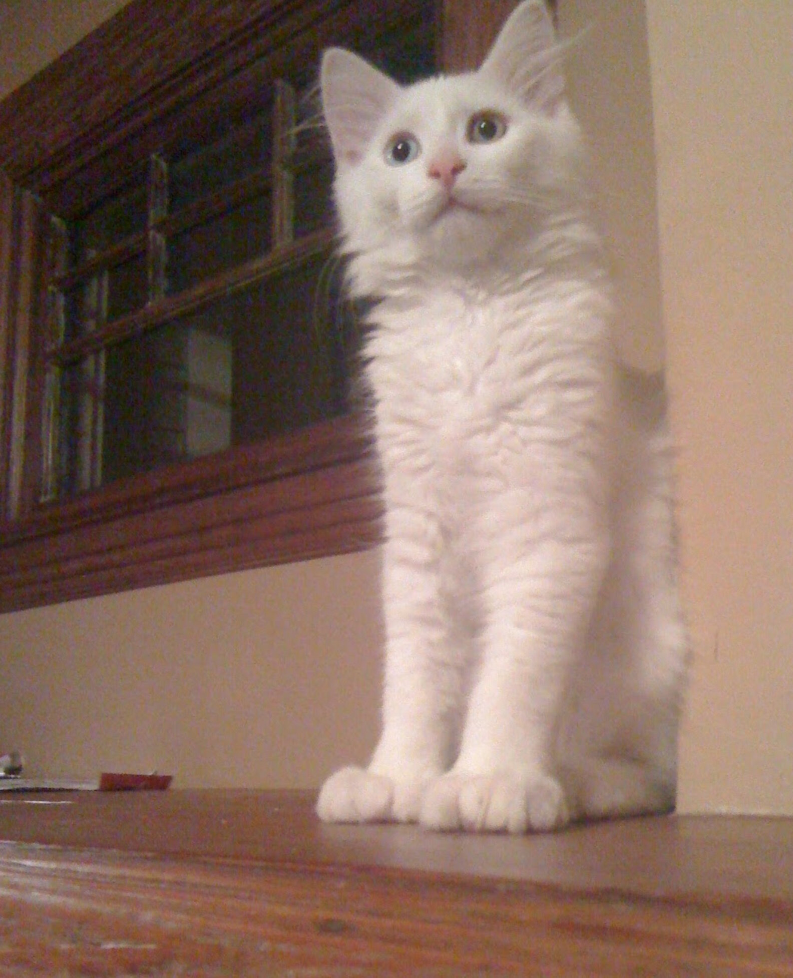 What Is A Polydactyl Cat? - The Dodo