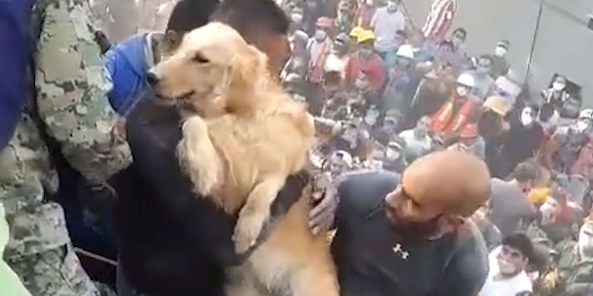 Rescuers Save Dog Trapped Under Rubble After Mexico's Earthquake ...