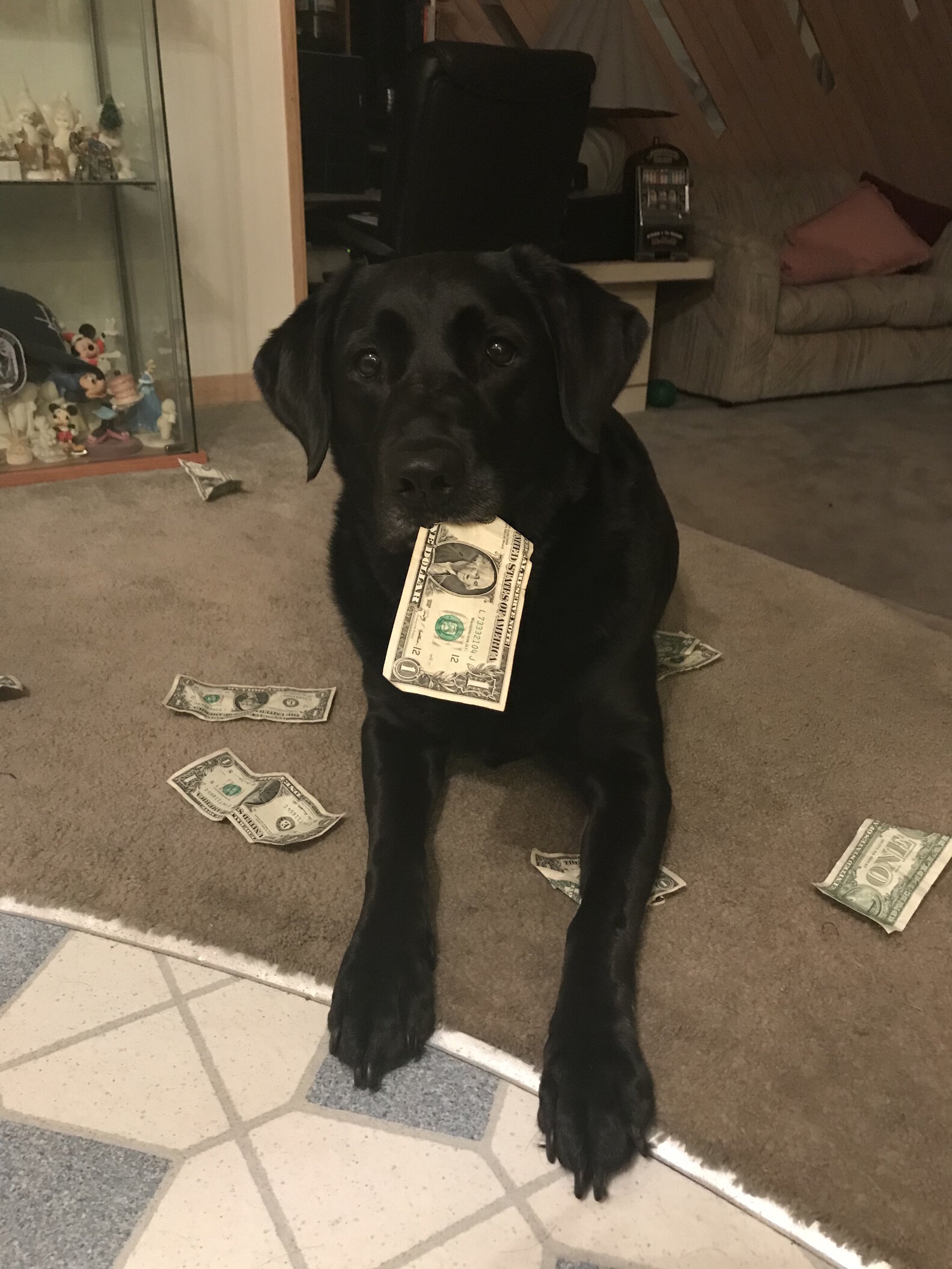 Dog Loves Money So Much She Collects It To Pay For Her Treat - The Dodo