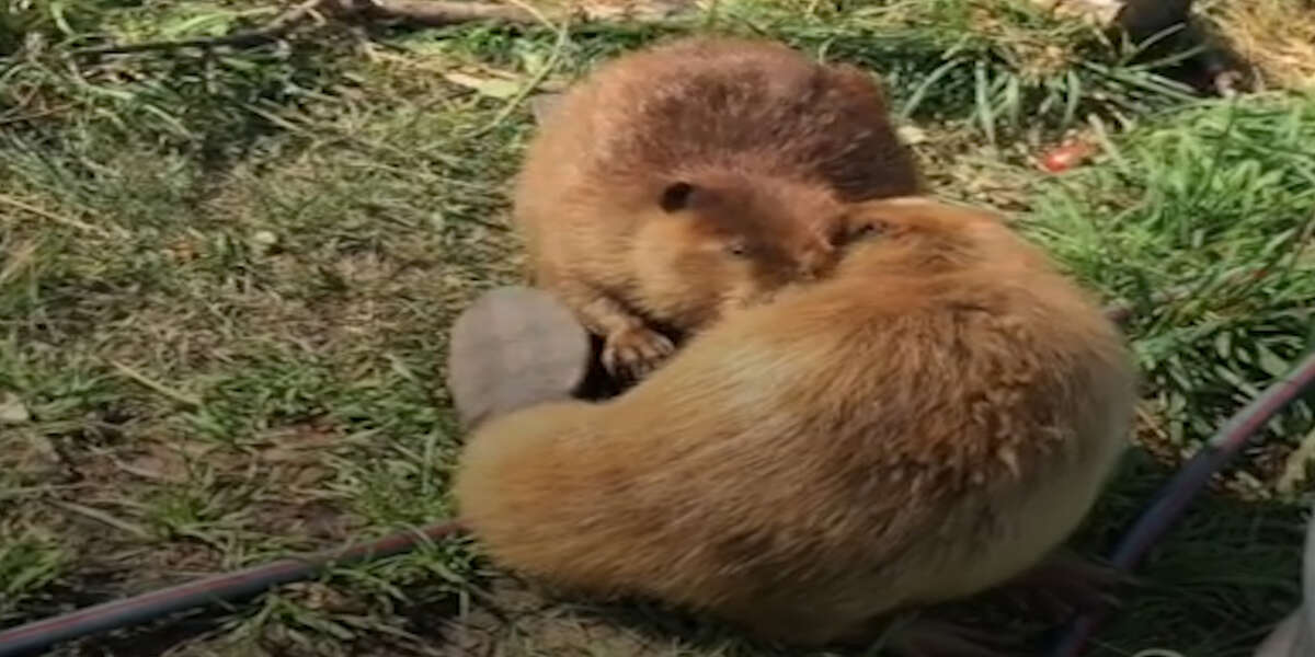 Rescued Beavers Fall In Love - Videos - The Dodo
