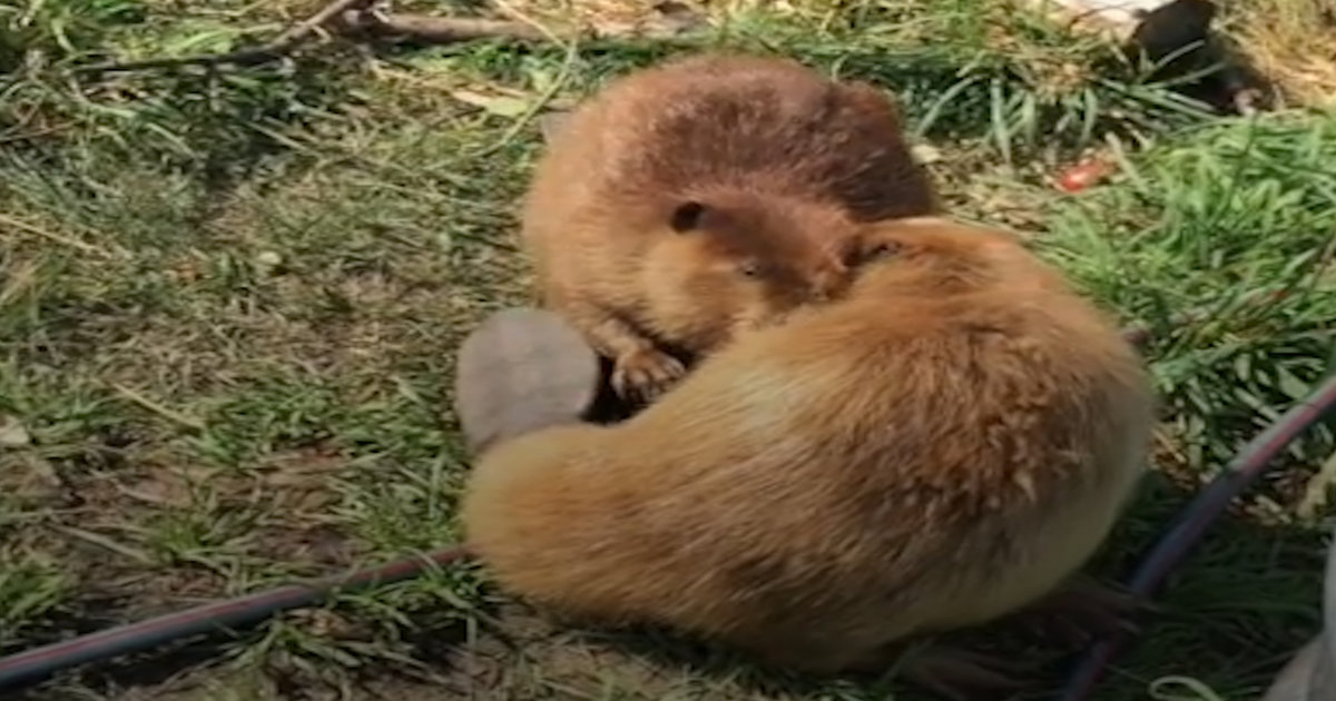 Rescued Beavers Fall In Love - Videos - The Dodo