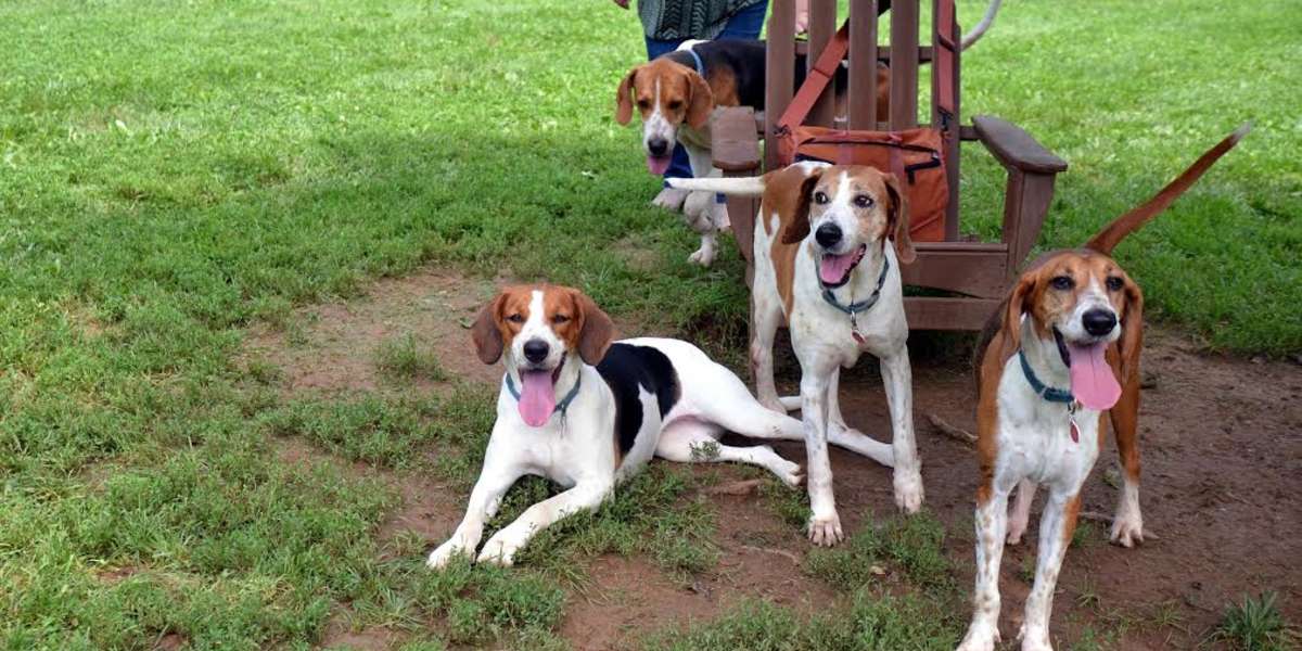 Retired Fox Hunting Hounds Finally Learn What It's Like To Be Loved ...