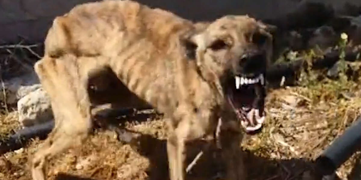 Scared, Snapping Dog Transformed By Love - Videos - The Dodo