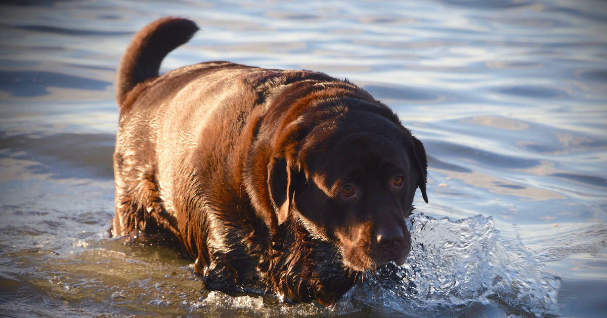 Family Adopts Obese Lab And Helps Him Get Healthy - Videos - The Dodo