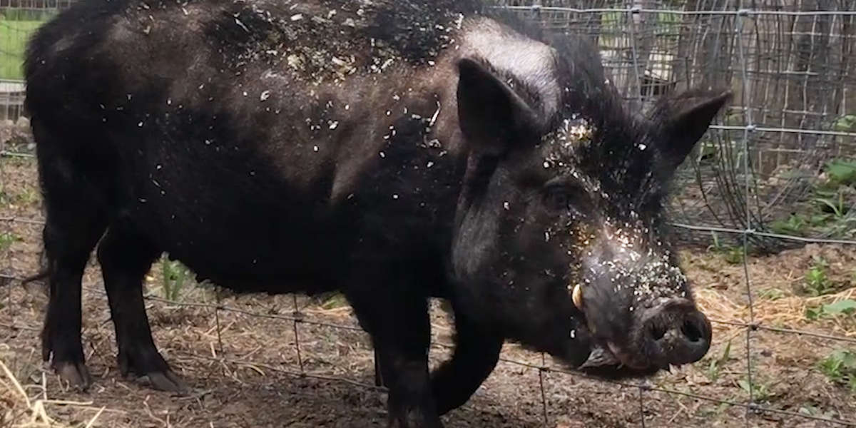 Pig Returns To Sanctuary With His Friends - Videos - The Dodo
