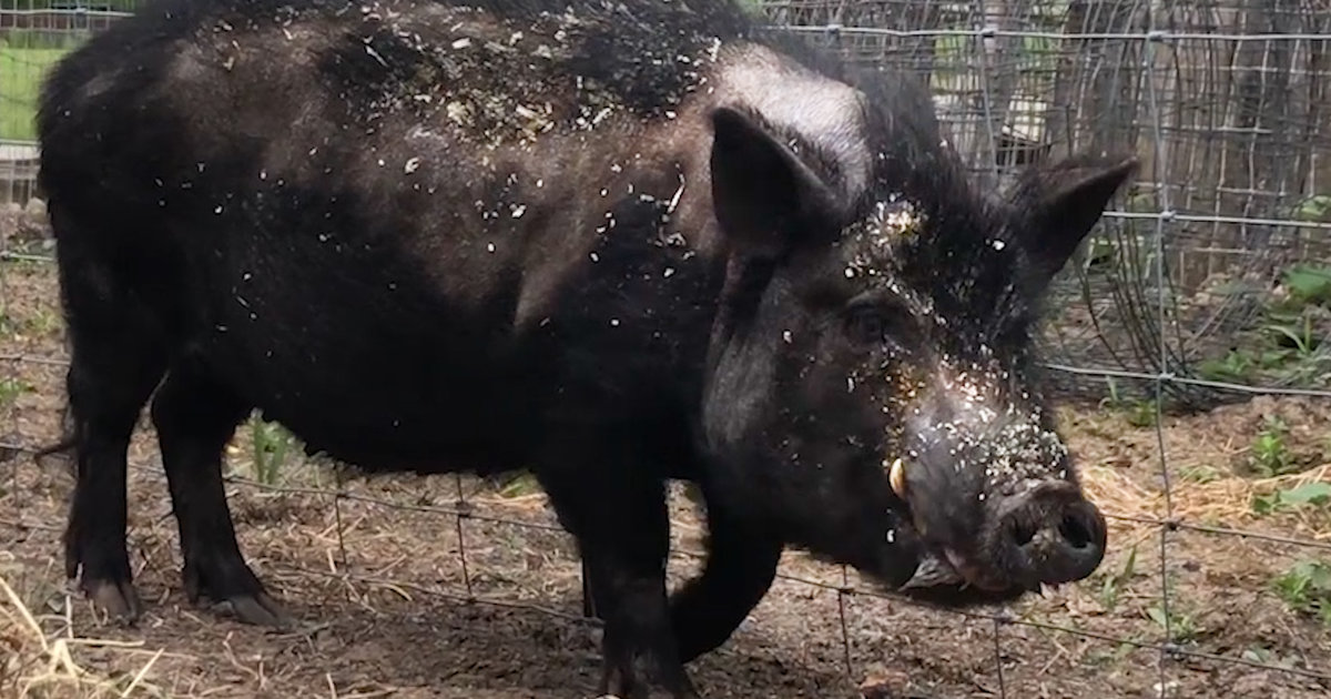 Pig Returns To Sanctuary With His Friends - Videos - The Dodo