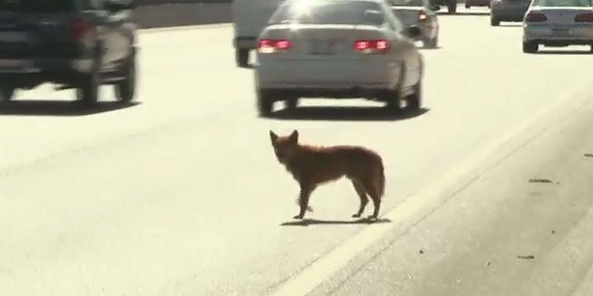 Woman Dodges Traffic To Save Dog Trapped On Highway - Videos - The Dodo