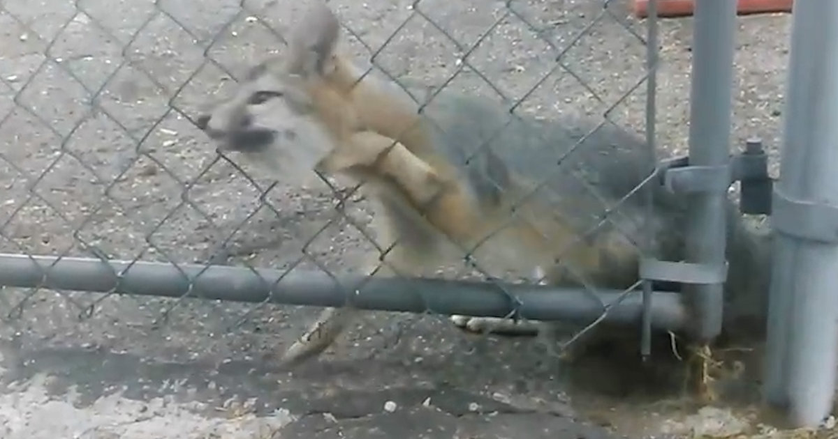 People Rescue Fox With Head Stuck In Fence - Videos - The Dodo